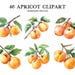 Watercolor Apricot Clipart, Apricot Png Bundle, Fruit Clip Art ...