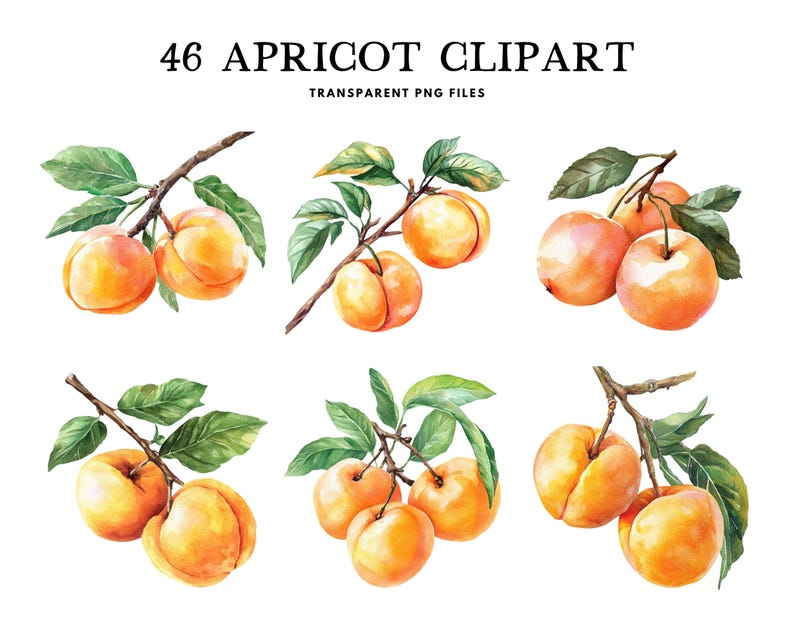 Watercolor Apricot Clipart, Apricot Png Bundle, Fruit Clip Art ...
