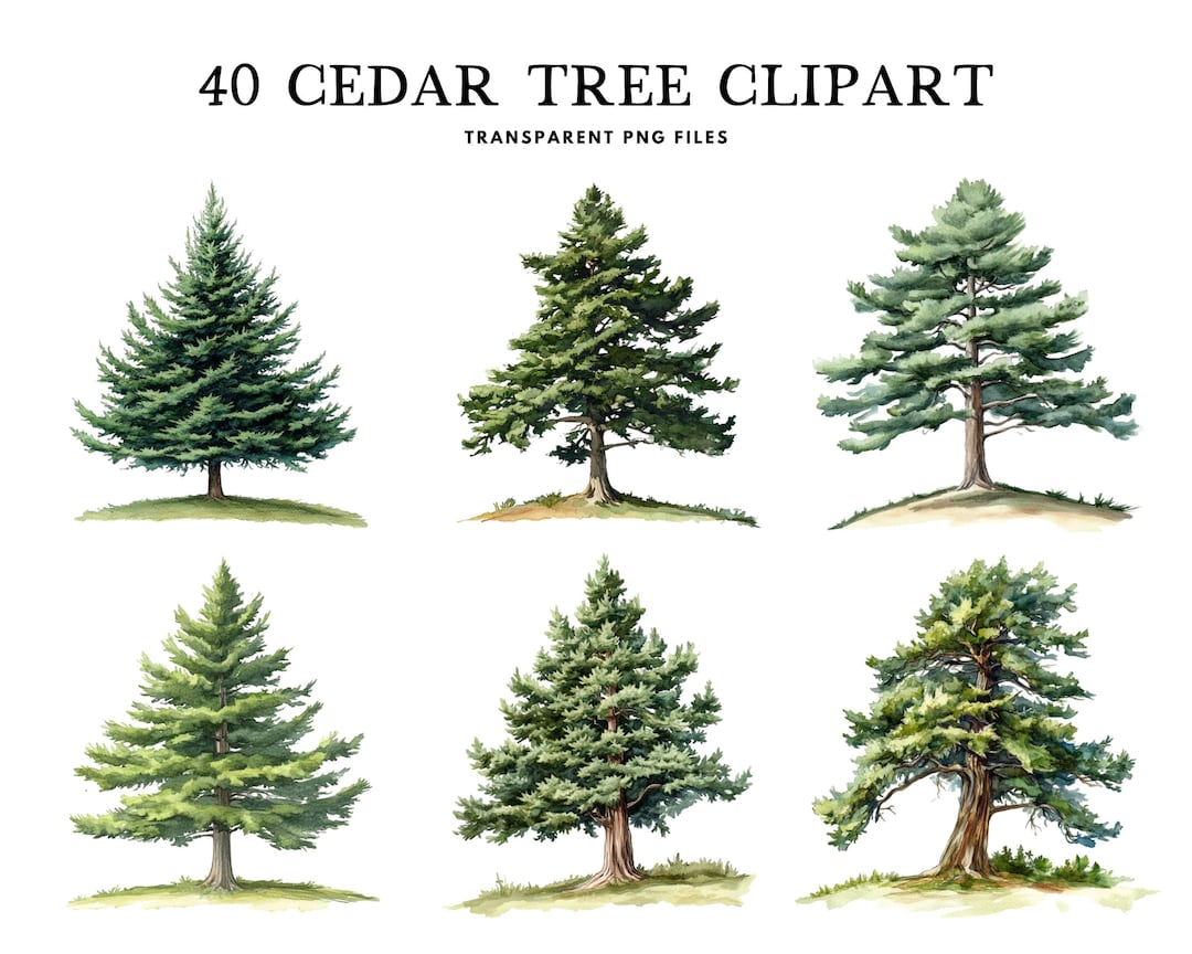 Watercolor Cedar Tree Clipart, Cedar Tree Png Bundle, Cedar Clip Art ...