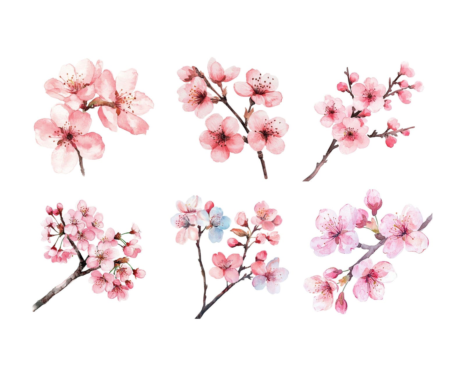 Watercolor Cherry Blossom Clipart Bundle, Cherry Blossom Png, Flower ...