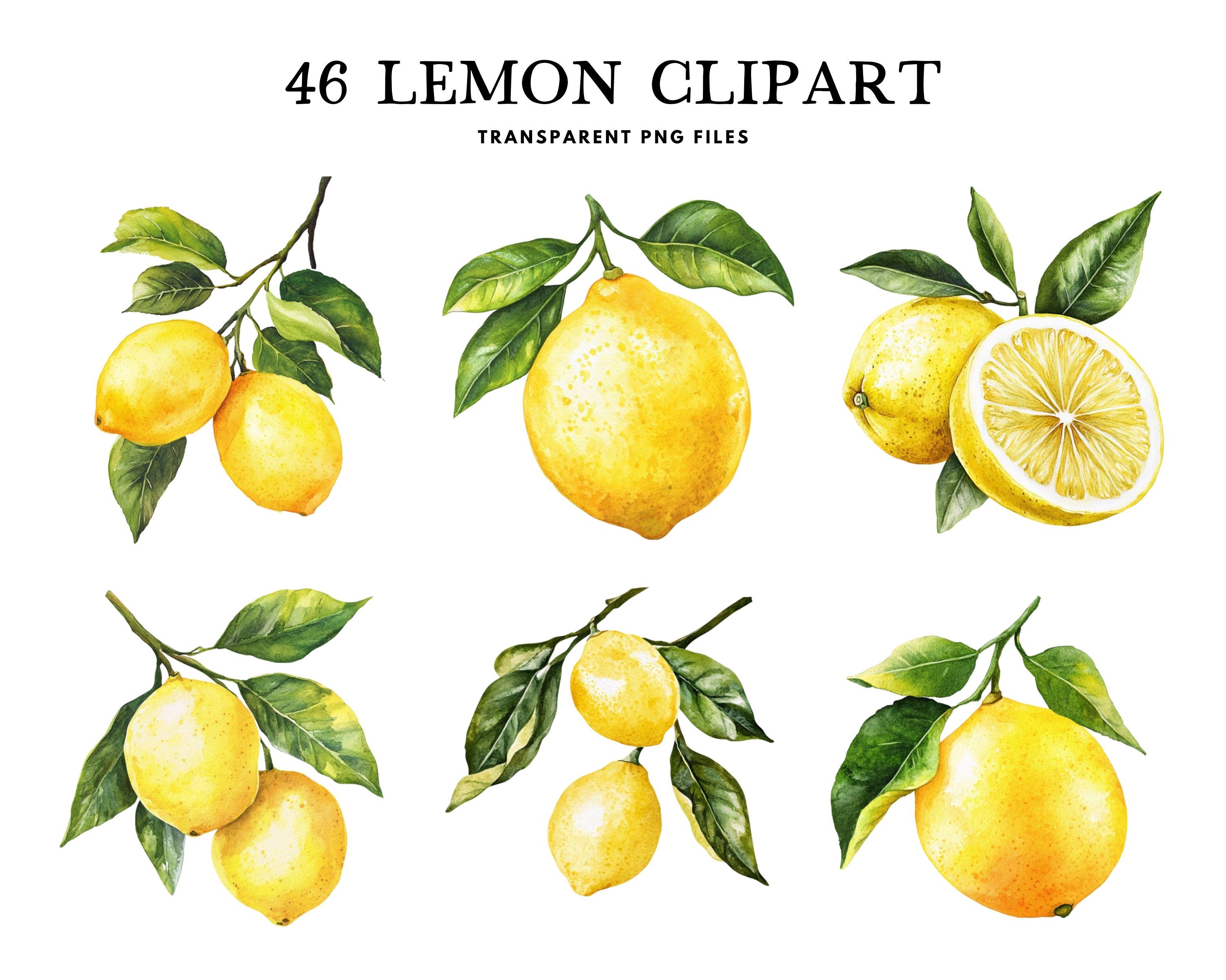 Watercolor Lemon Clipart Bundle, Lemon Png, Fruit Clip Art ...