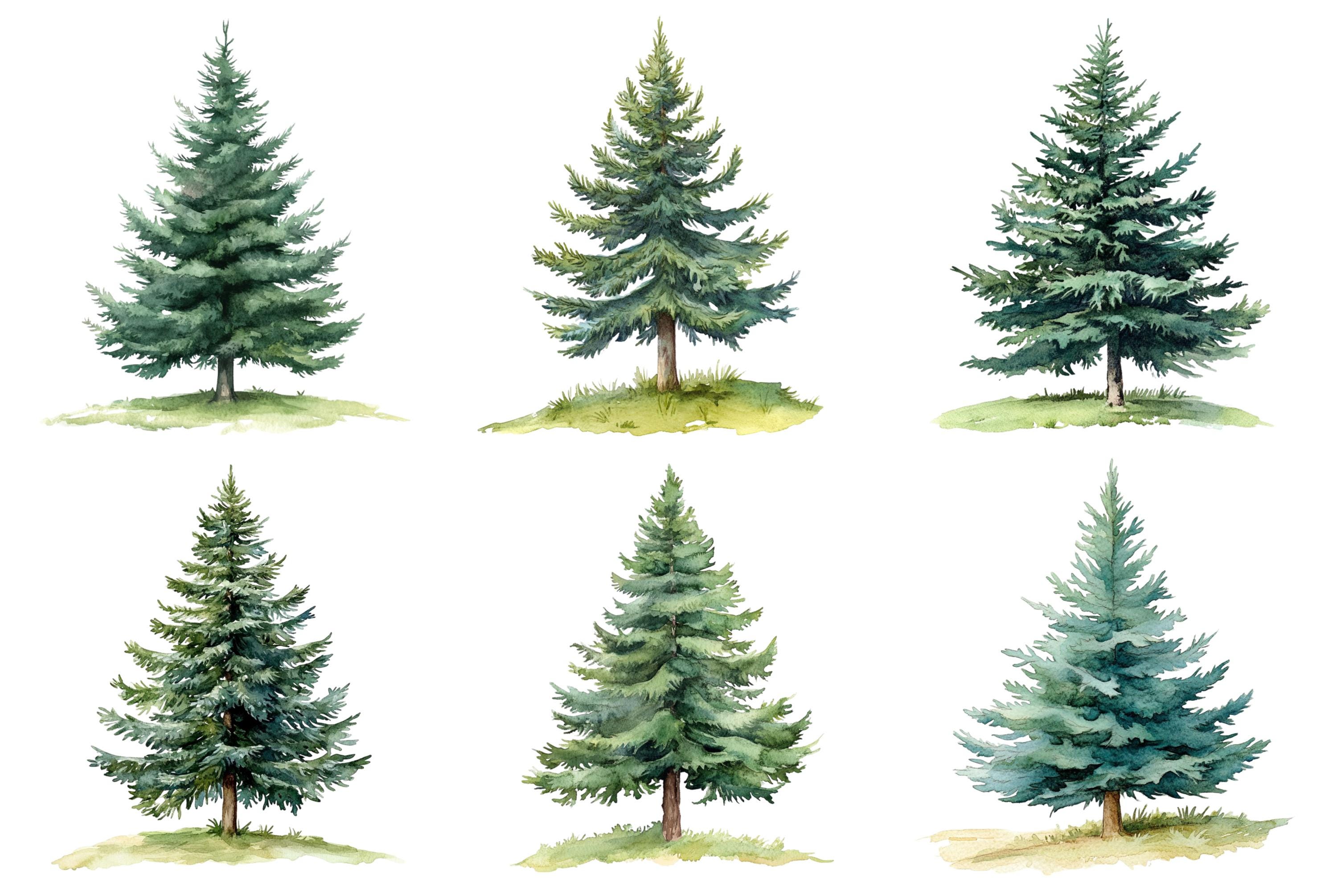 Watercolor Spruce Tree Clipart, Png Bundle, Clip Art Illustration ...