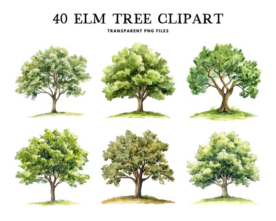 Elm Tree Clipart