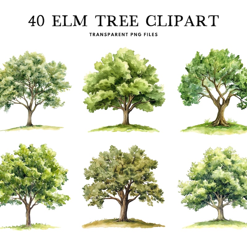Elm Tree - Etsy