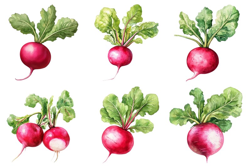 Watercolor Radish Clipart, Png Bundle, Vegetable Clip Art, Illustration ...