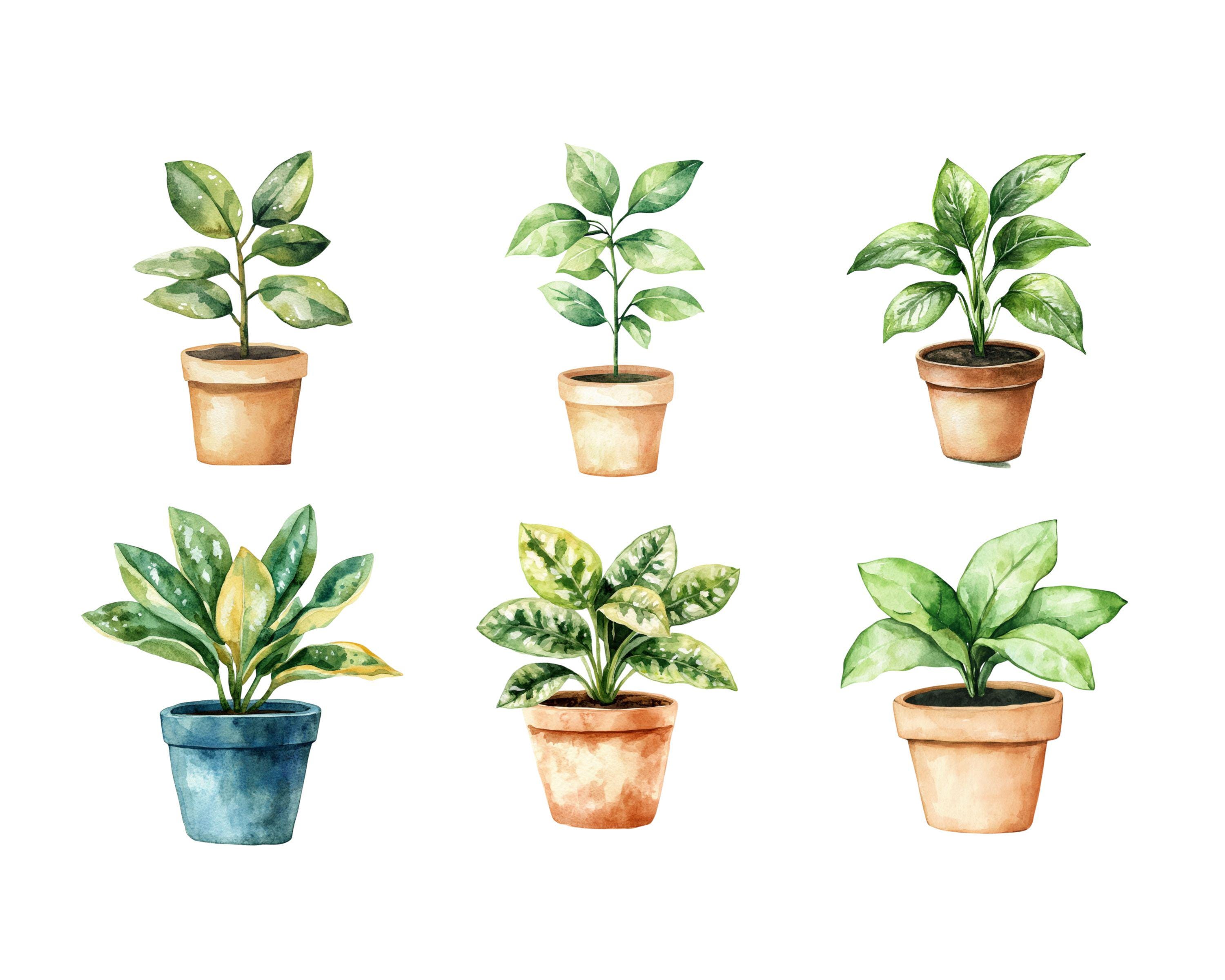 Watercolor Potted Plant Clipart Bundle, Potted Plant Png, Houseplant ...