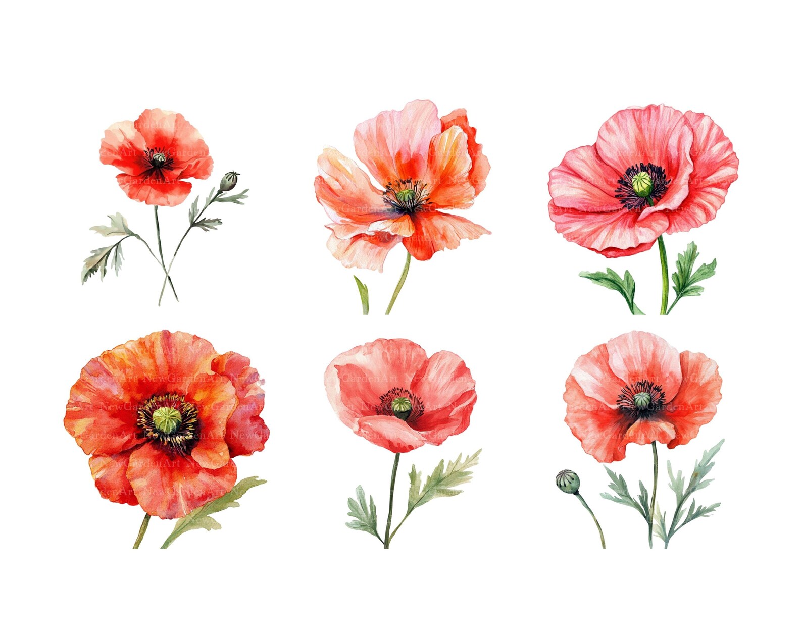 Watercolor Poppy Clipart Bundle, Poppy Png, Flower Clip Art, Floral ...