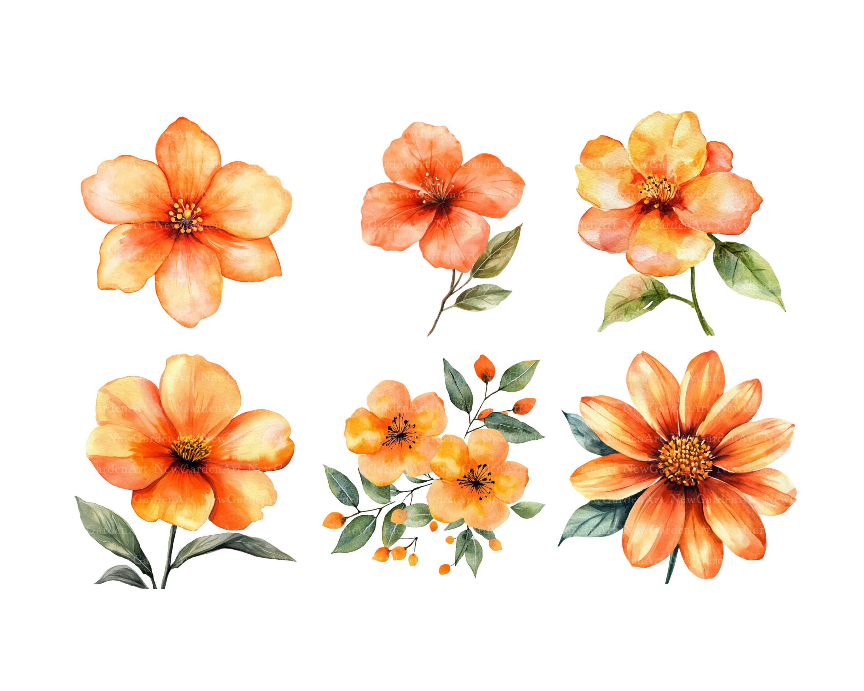 Watercolor Orange Flower Clipart Bundle, Orange Flower Png, Floral Clip ...