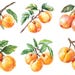 Watercolor Apricot Clipart, Apricot Png Bundle, Fruit Clip Art ...
