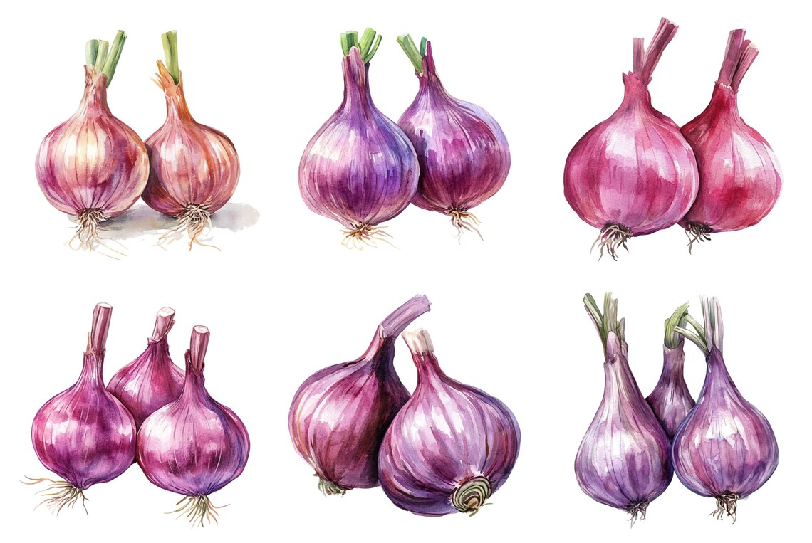 Watercolor Shallot Clipart, Shallot Png Bundle, Vegetable Clip Art ...