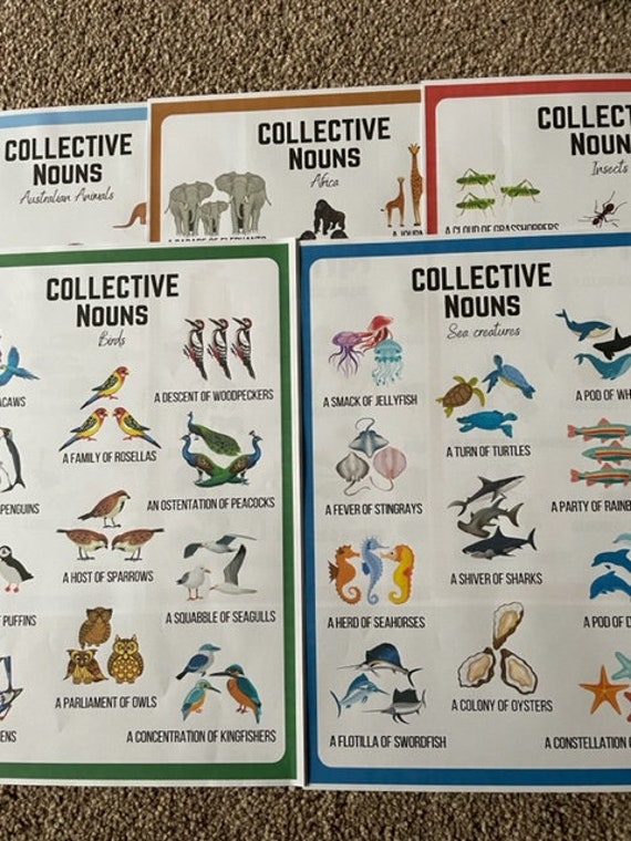 Collective Nouns Display Pack - Etsy