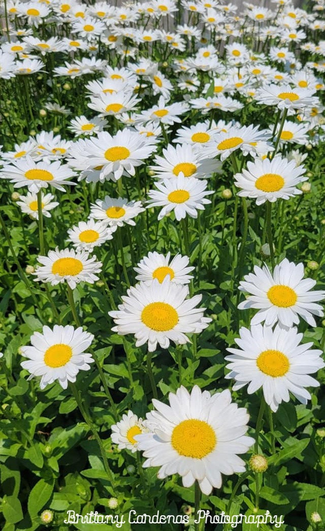 Daisy Field - Etsy