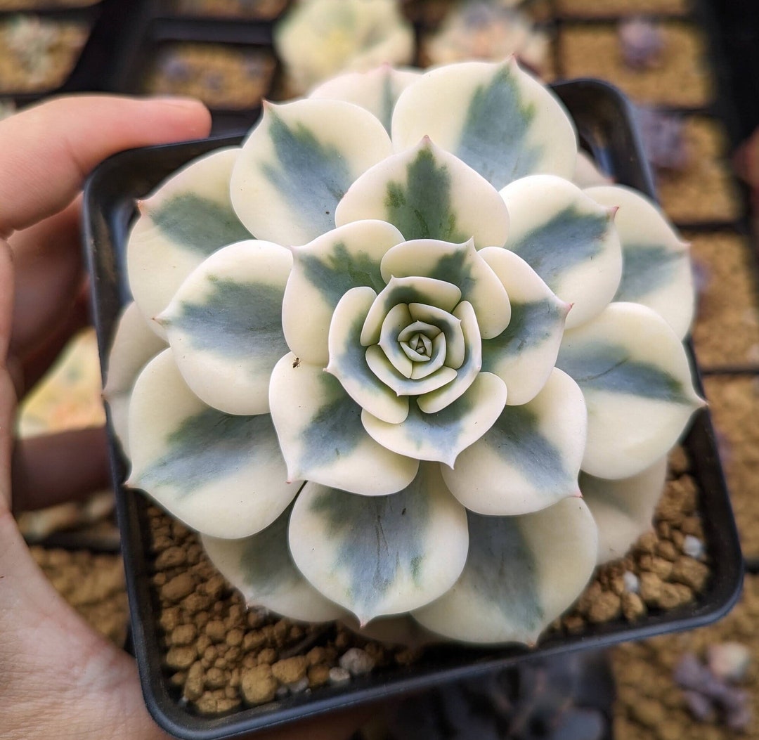 Echeveria Lenore Dean Variegated 'compton Carousel' - Etsy