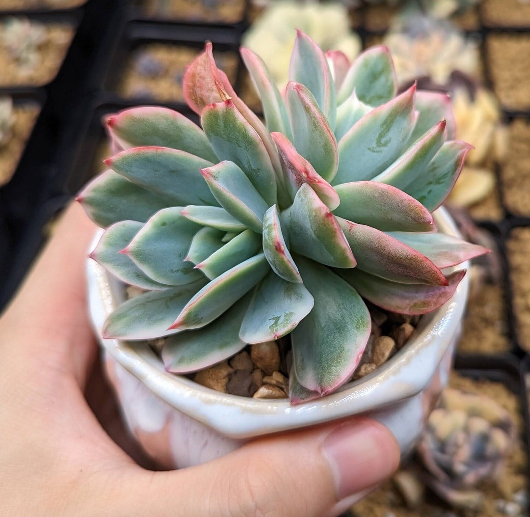 Echeveria Luella Variegata RARE Double Head Variegated - Etsy