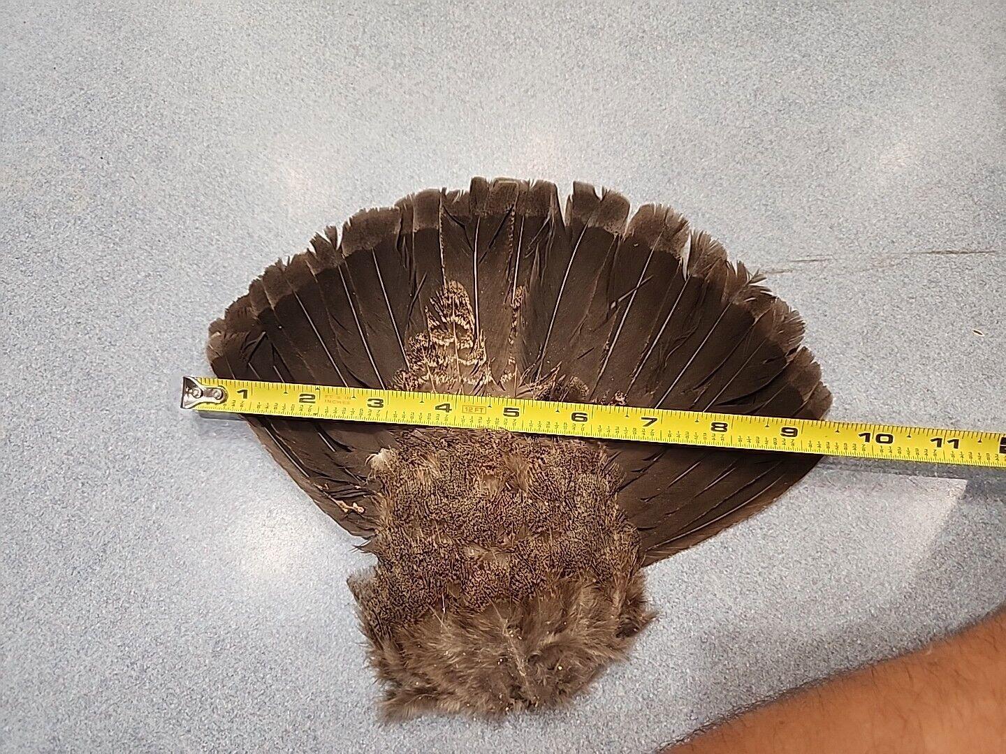 PL7 Grouse Feathers Full Tail Fan Skin - Etsy