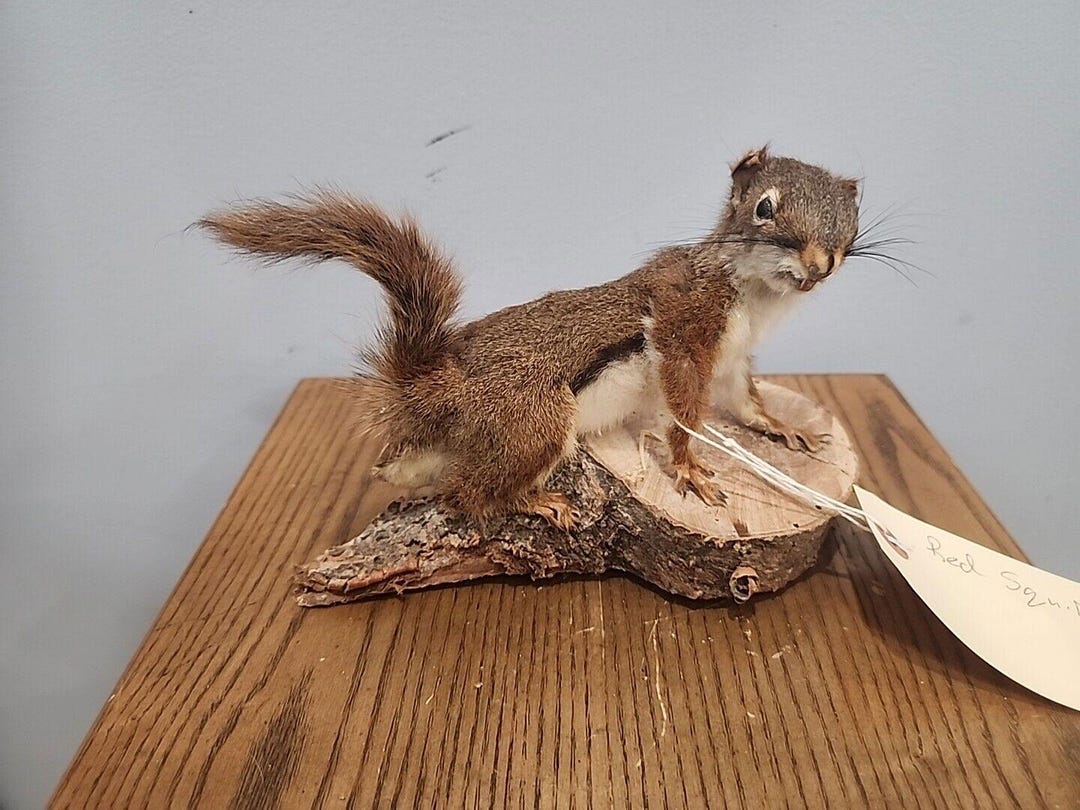 N27 Red Squirrel Mount Taxidermy - Etsy