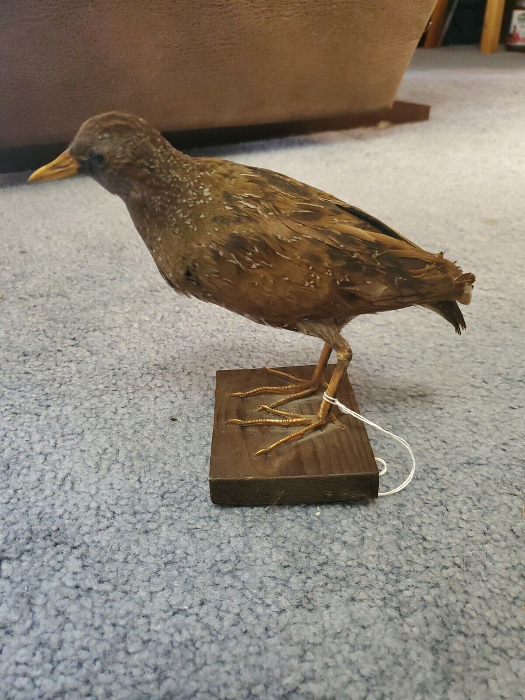 NT62 VTG Spotted Crake Bird Table Pedestal Mount Taxidermy - Etsy