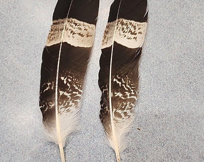 AS58 Pr Pen Raised African Harrier Hawk (polyboroides Typus) Tail ...