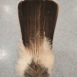 X Eurasian Blue Jay Bird Full Tail Feathers JB3 - Etsy