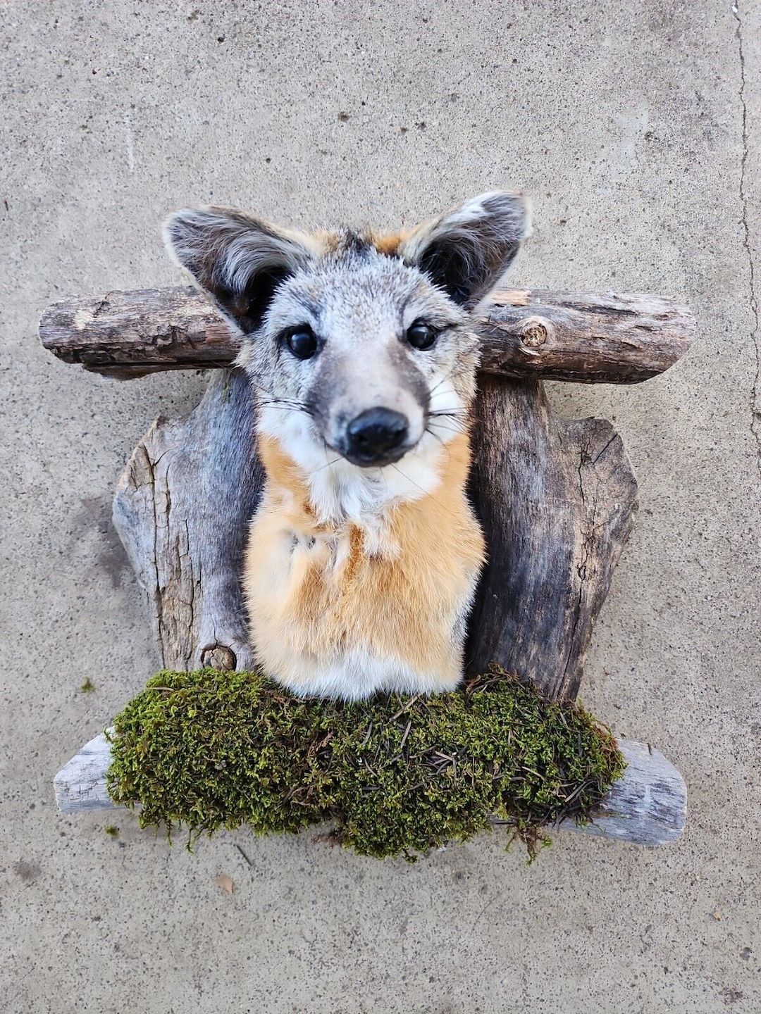 BB69 Fox in Den Wall Shoulder Head Mount Taxidermy - Etsy