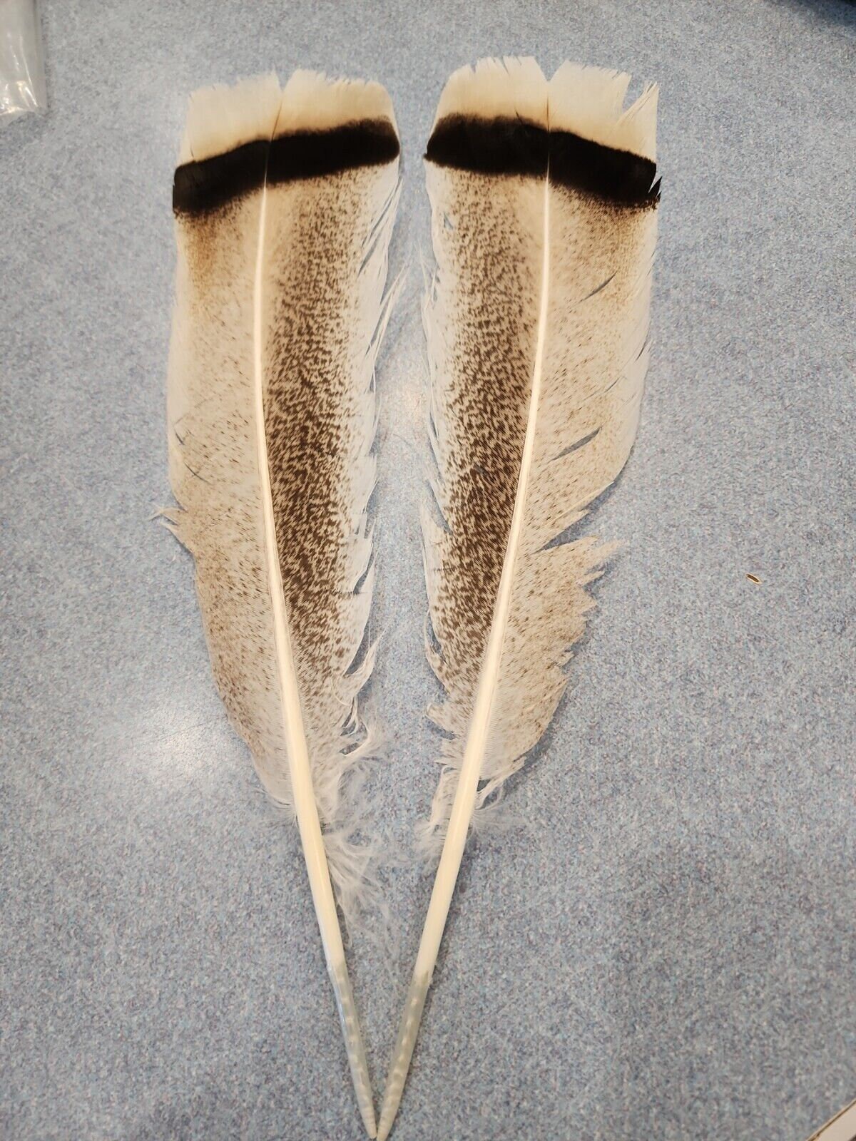 VV120 Jumbo Matched Pair Hybrid Sweetgrass Turkey Natural - Etsy