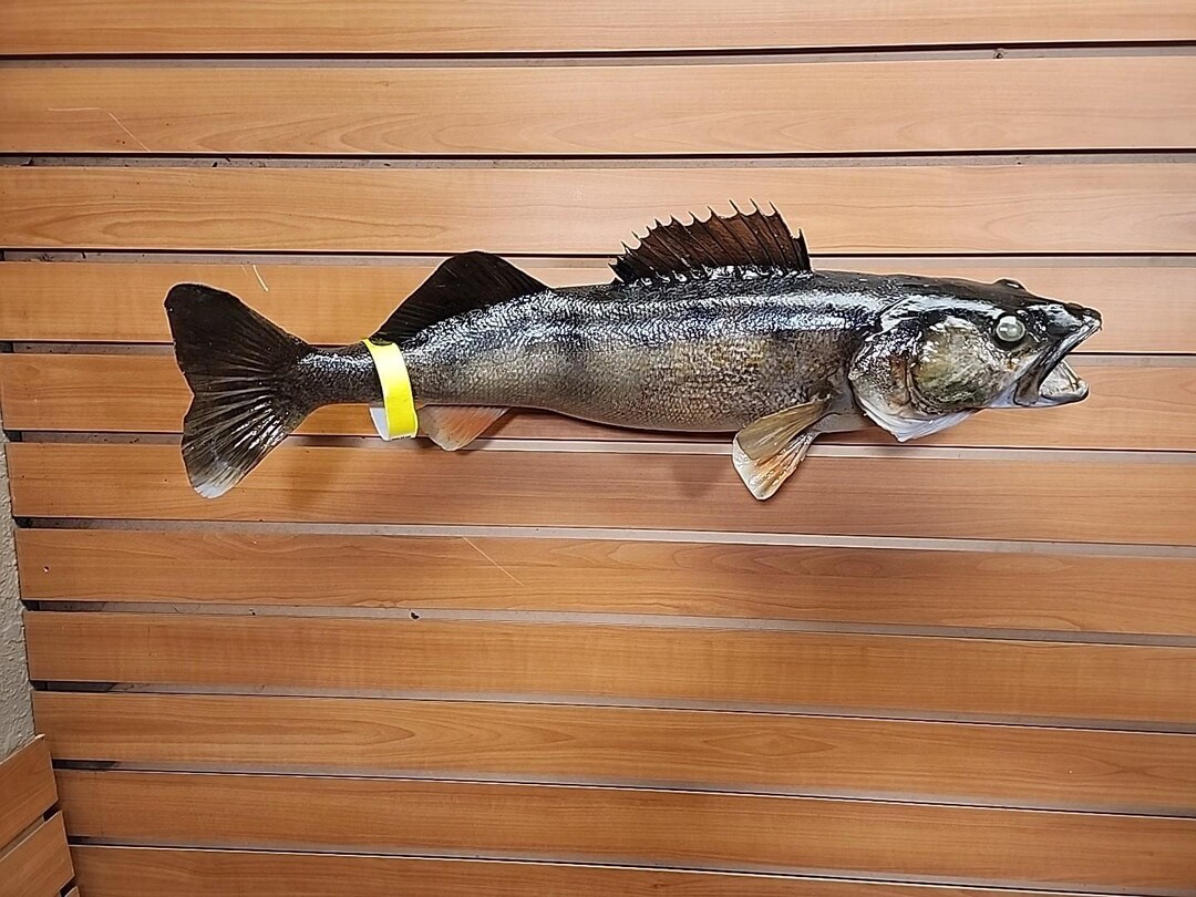 JBH7 Walleye 26" Fish Taxidermy - Etsy