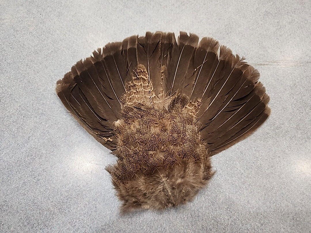 PL7 Grouse Feathers Full Tail Fan Skin - Etsy