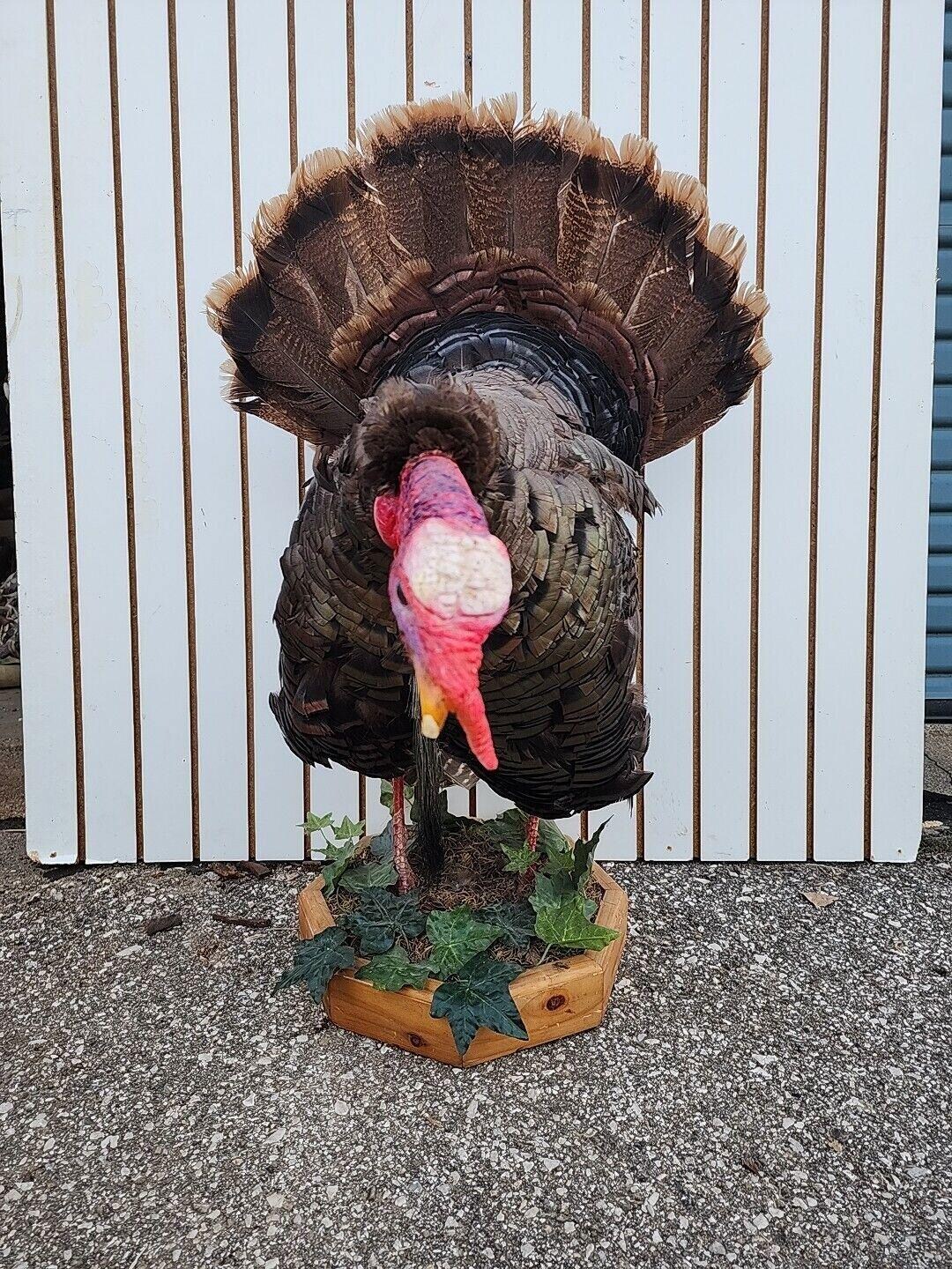 JV43 Full Strutting Tom Turkey Mount Taxidermy - Etsy