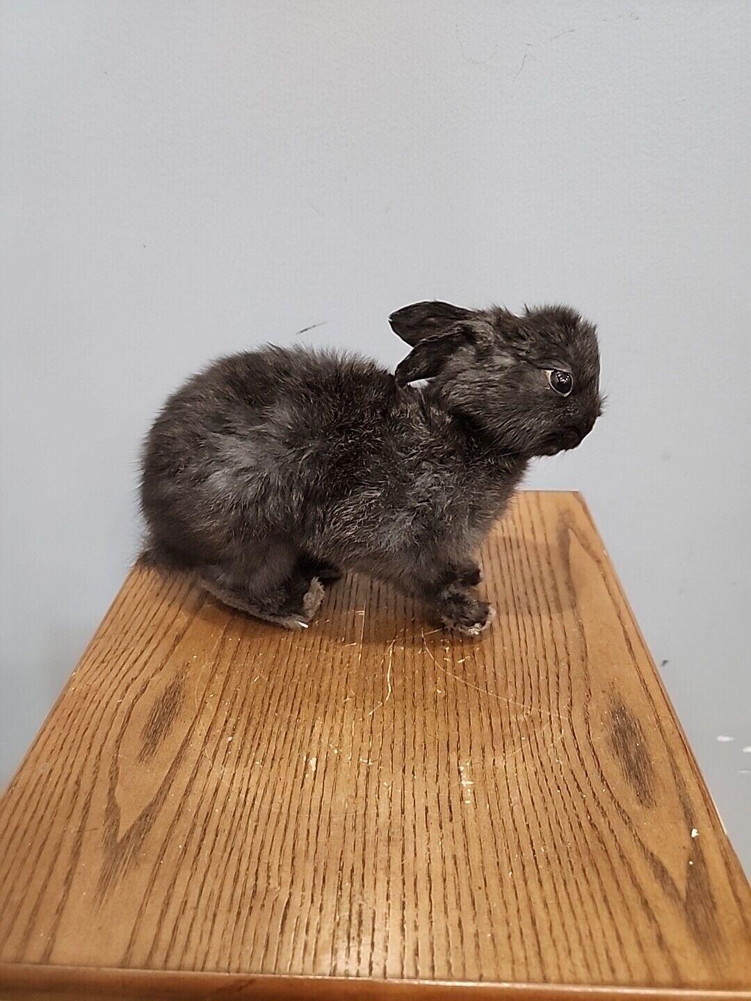 F62 Black Bunny Rabbit Mount Taxidermy - Etsy