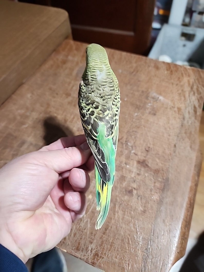 J50 English Budgie Parakeet Bird Mount Taxidermy - Etsy