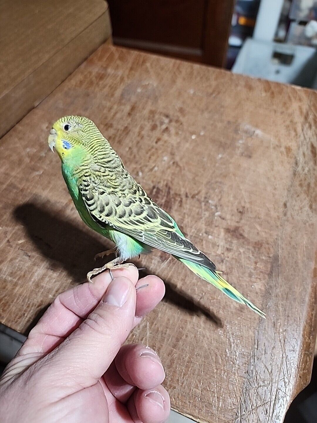 J50 English Budgie Parakeet Bird Mount Taxidermy - Etsy