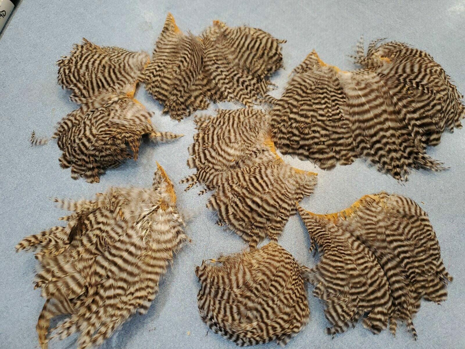 3 Ounce Grizzly Barred Chicken Hackle Skin Pelt Pieces - Etsy