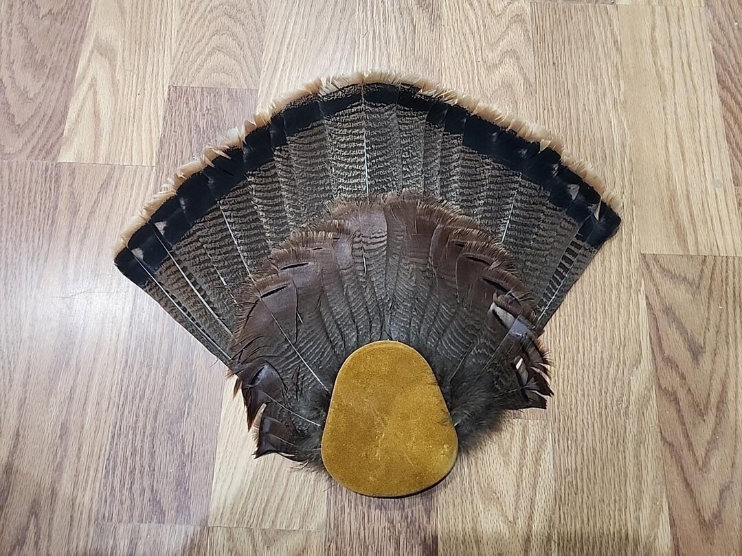 BX48 Turkey Tail Fan Feather - Etsy