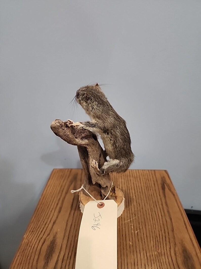 J246 European Edible Dormouse Rodent Mount Taxidermy - Etsy