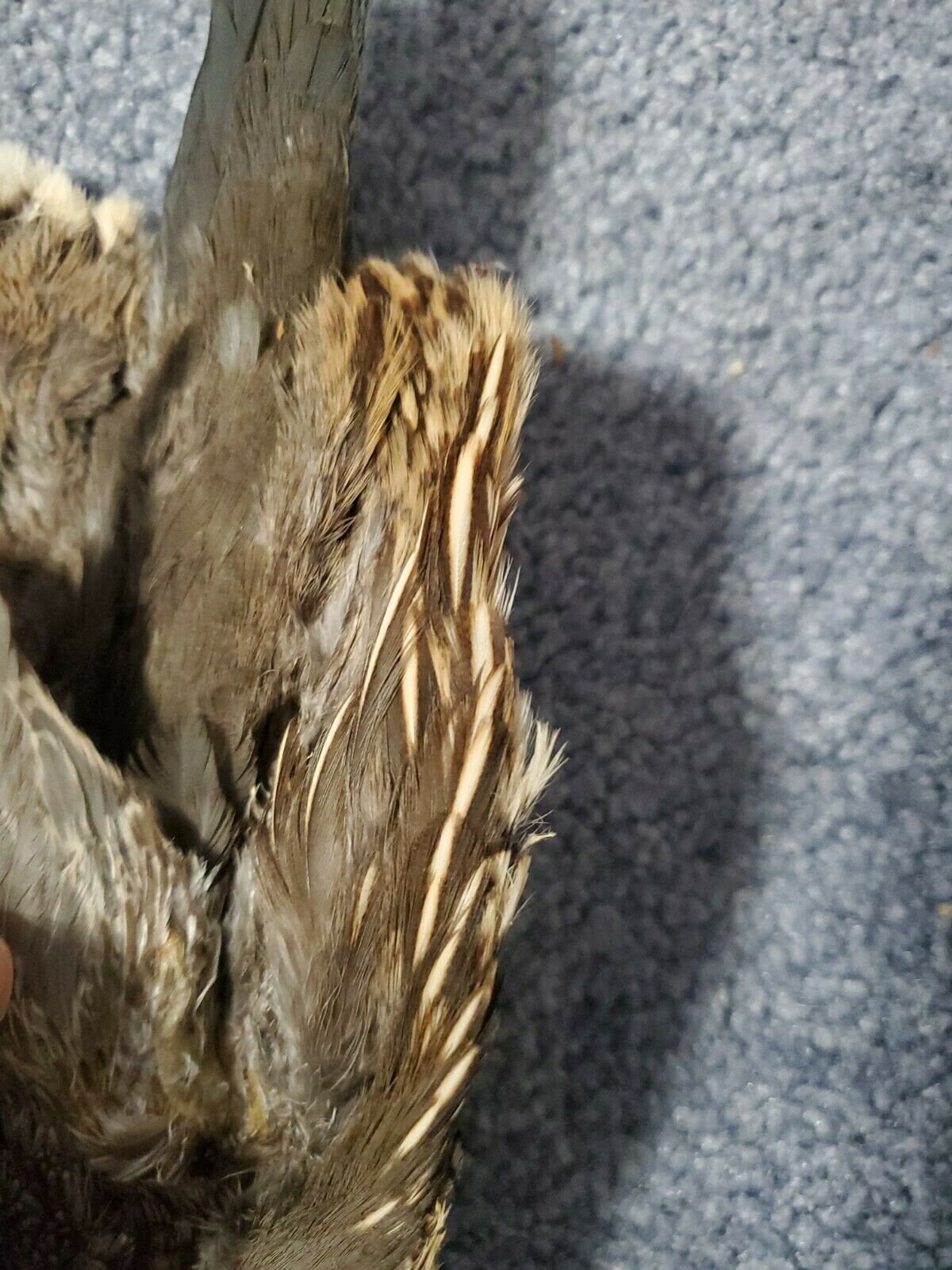 QP67 Quail Pelt Hide Skin Feathers QP67 - Etsy