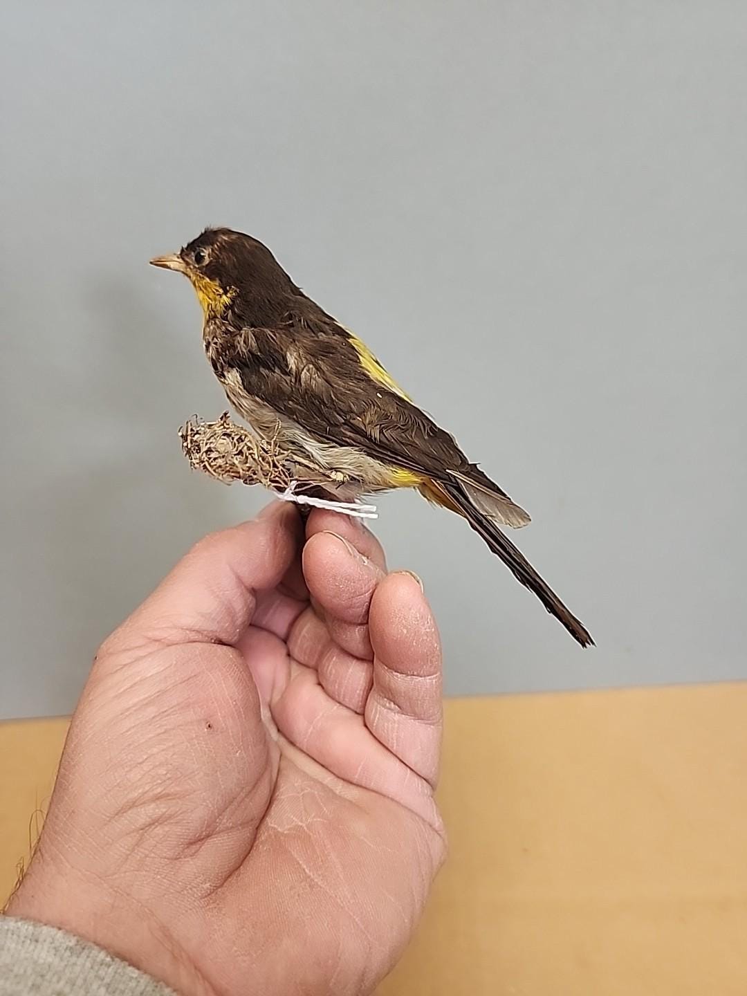 JBH36 Yellow Backed Tanager Bird Mount Taxidermy - Etsy