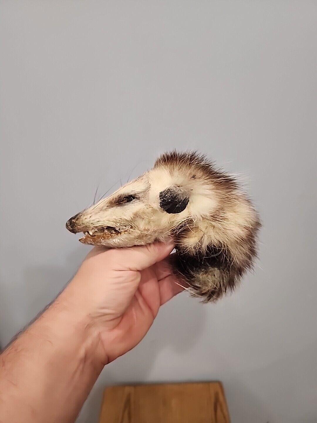 F73 Opossum Head Shoulder Mount Taxidermy - Etsy