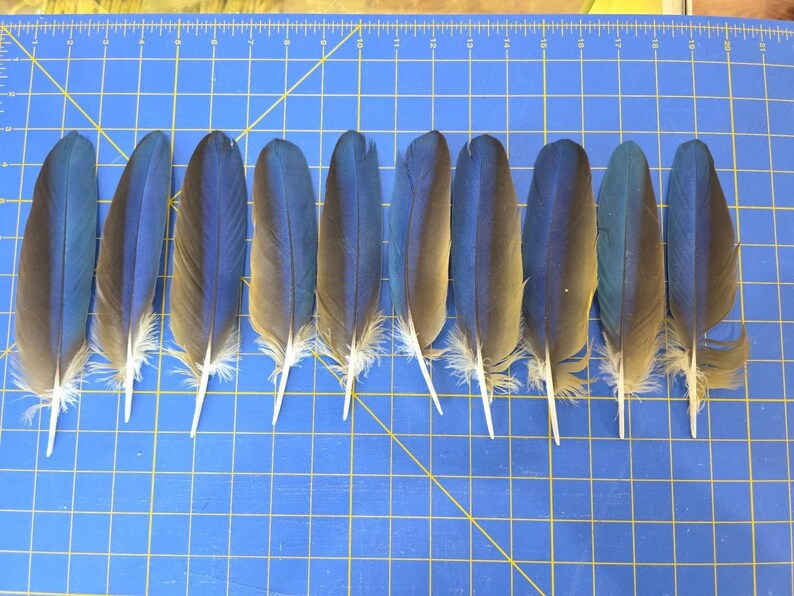 Z183 Lot of 10 Blue Gold Macaw Wing Feather - Etsy