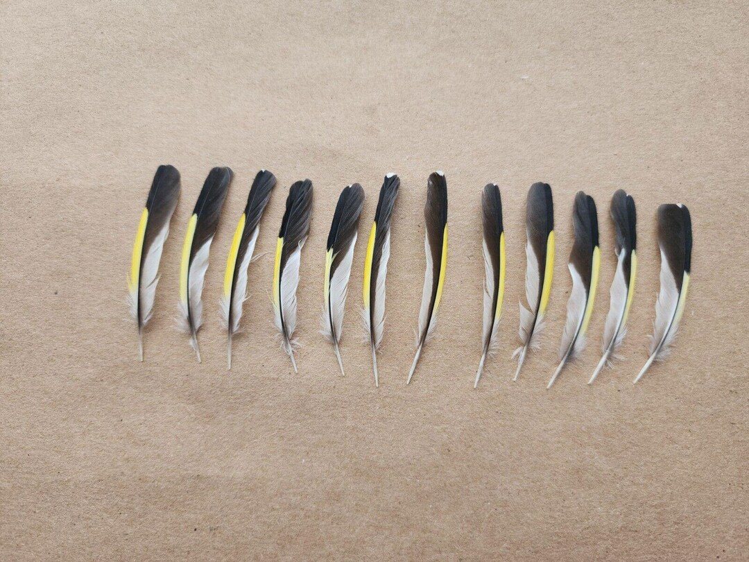 W25 Lot of 12 Eurasian Goldfinch (carduelis Carduelis) Bird Wing ...