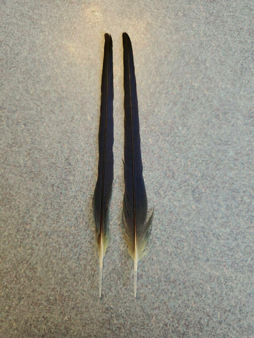 YY112 Matched Pair Blue Budgie Parakeet 4 3/4 Tail Feathers - Etsy