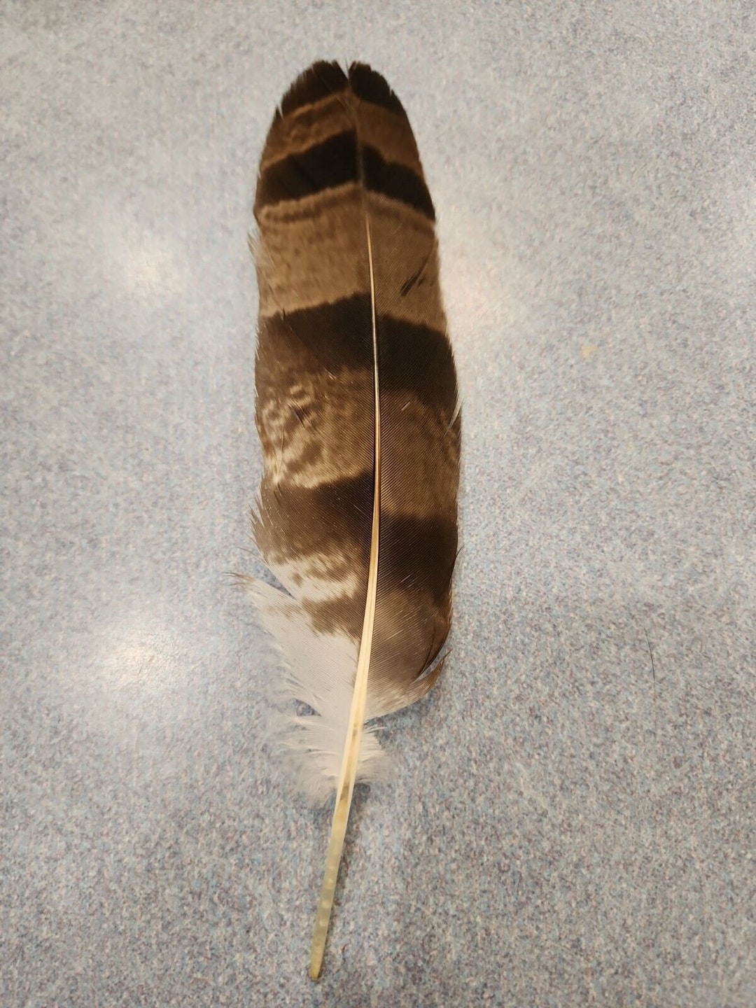 CE42 Real Single Black Sparrowhawk accipiter Melanoleucus Tail Feather ...