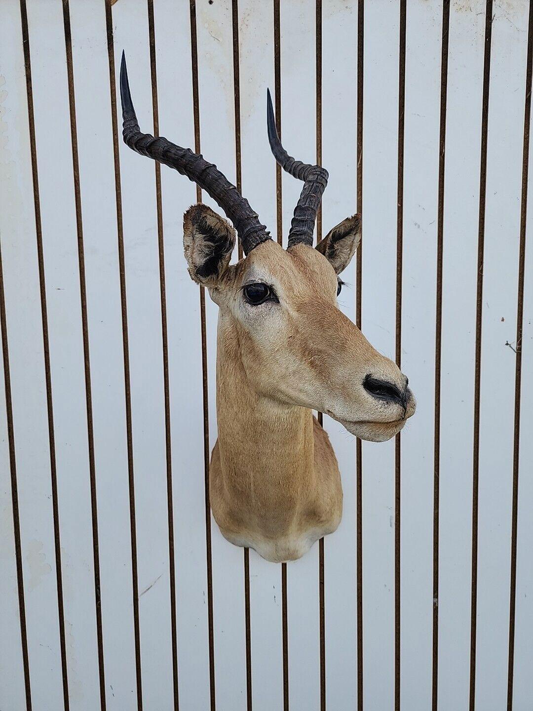 JV35 African Impala Head Shoulder Mount Taxidermy - Etsy
