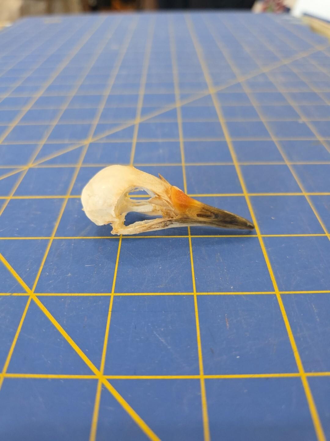 PS9 Captive Bred White Breasted Waterhen Bird Skull Taxidermy - Etsy