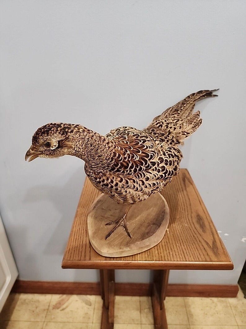 JV9 Ringneck Pheasant Hen Mount Taxidermy - Etsy
