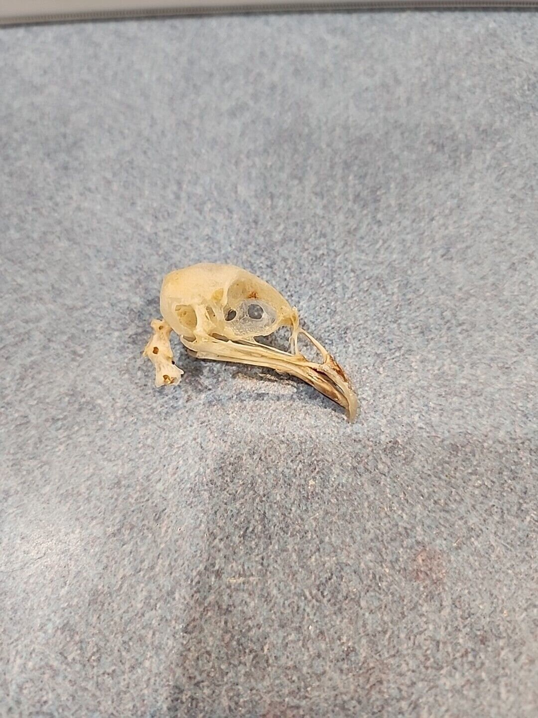 NK23 Golden Pheasant Bird Skull Taxidermy - Etsy