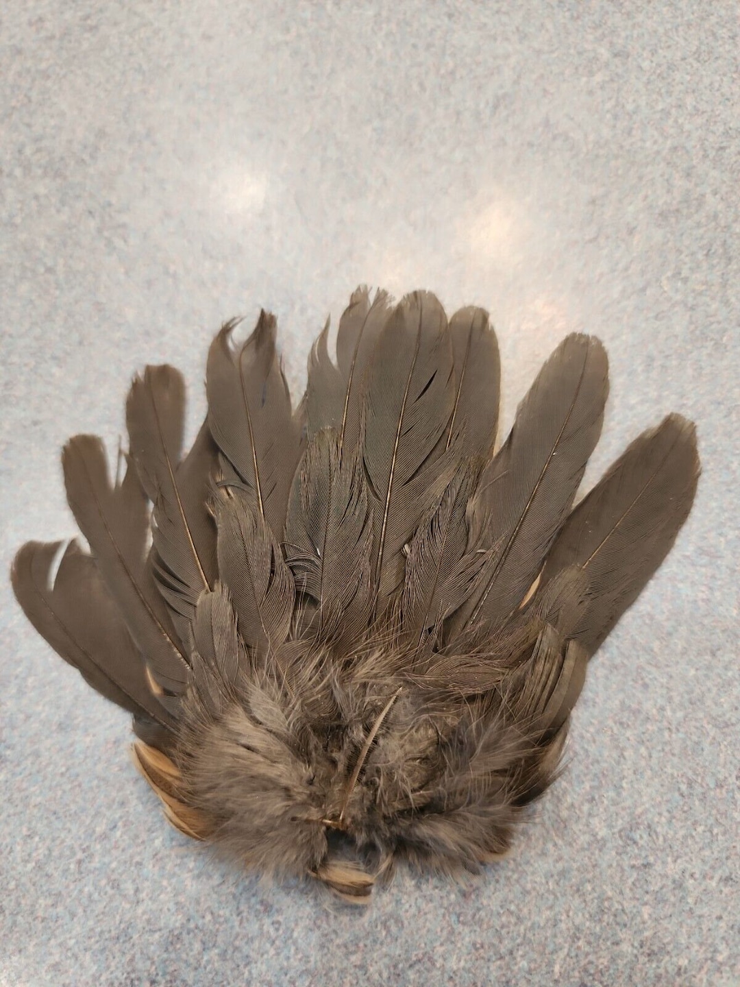 WA42 Full Tail Valley Quail Pelt Hide Skin Feathers - Etsy