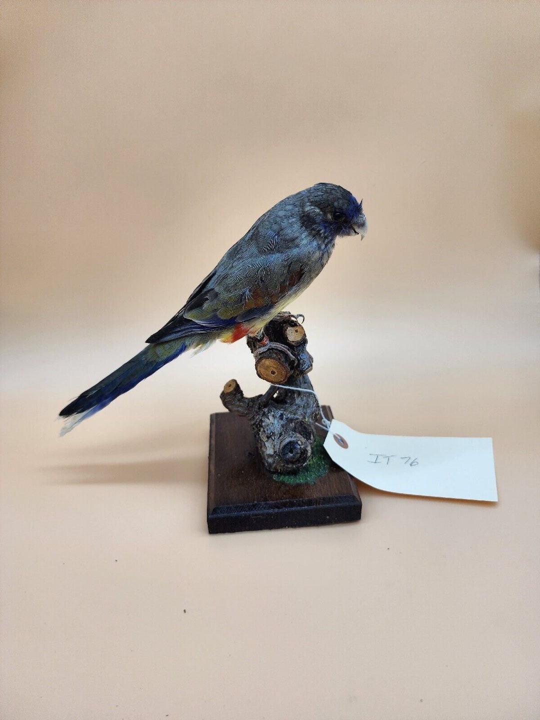 IT76 Bluebonnet Australian Parakeet Parrot Bird Mount Taxidermy - Etsy