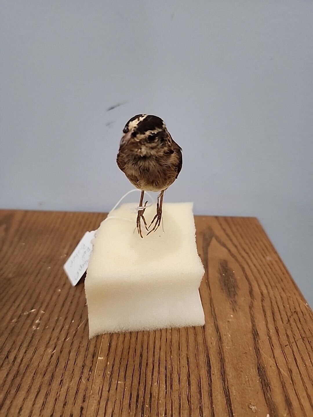 BJ77 Captive Raised Northern Red Bishop Finch Bird Mount Taxidermy - Etsy