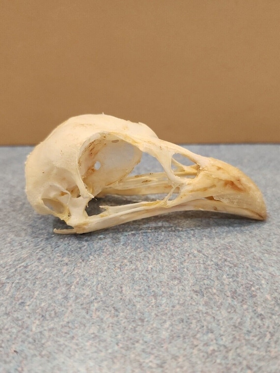 skull taxidermy - Gem