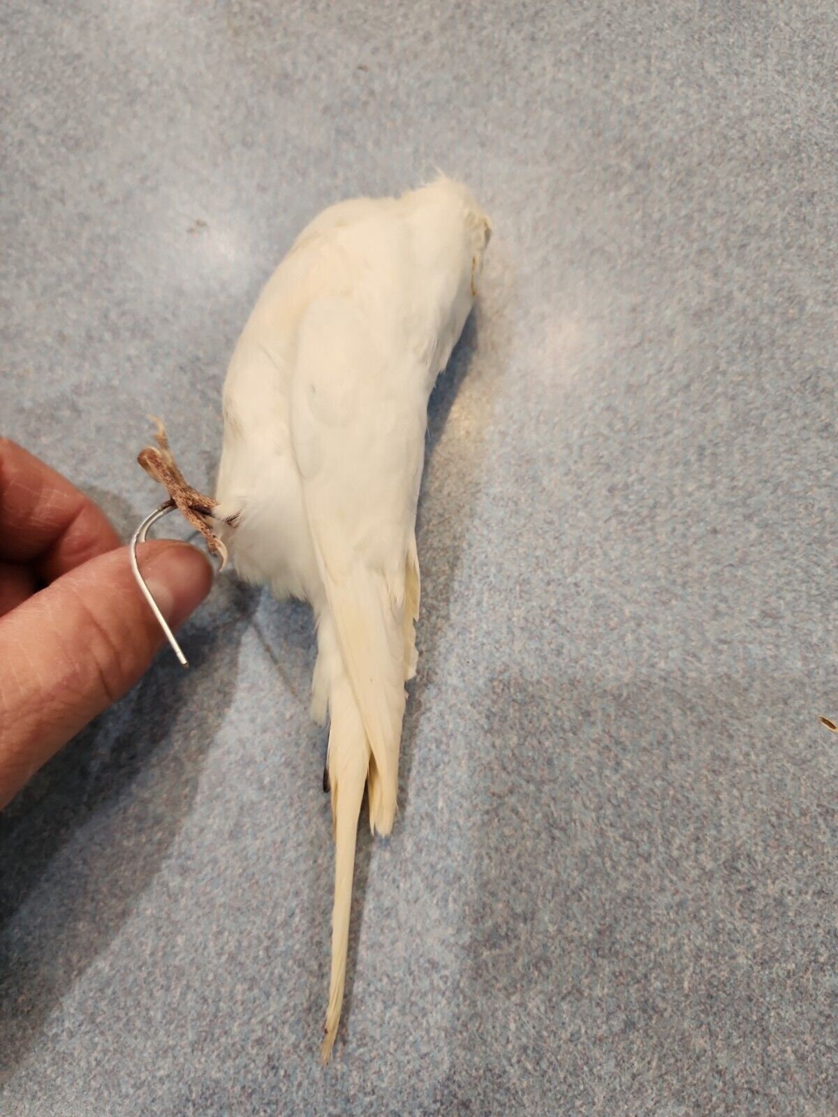 EB67 White Budgie Parakeet Bird Mount Taxidermy - Etsy